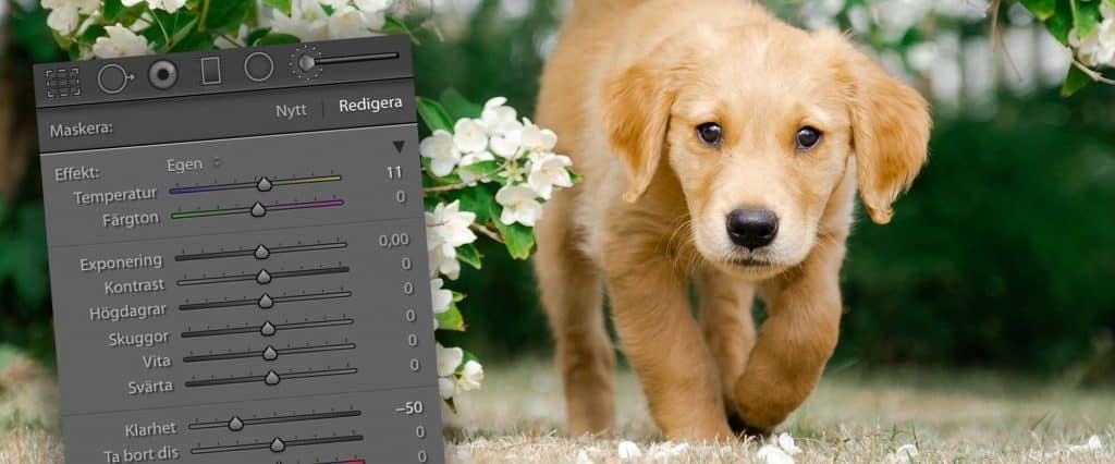 Onlinekurser i hundfotografering » Foto från Moderskeppet